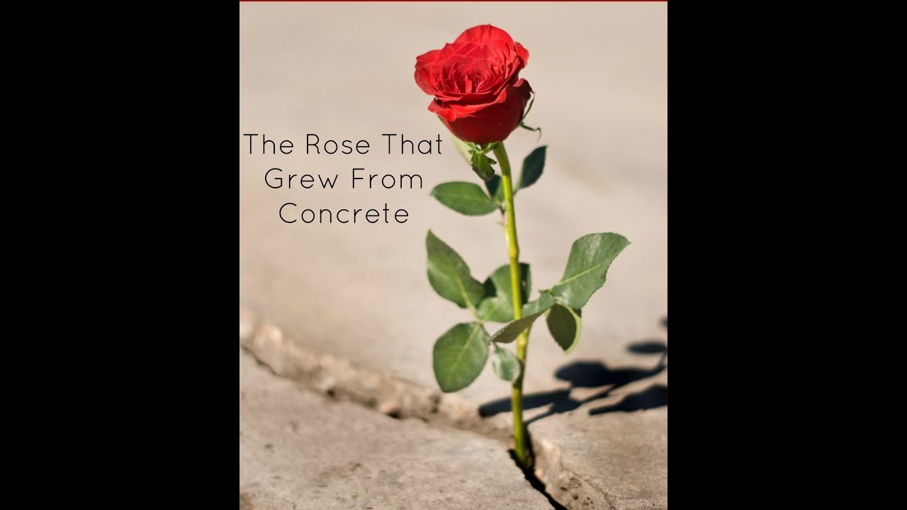 THE ROSE THAT GREW FROM CONCRETE - analysis